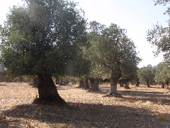 Chalki-Filoti and back